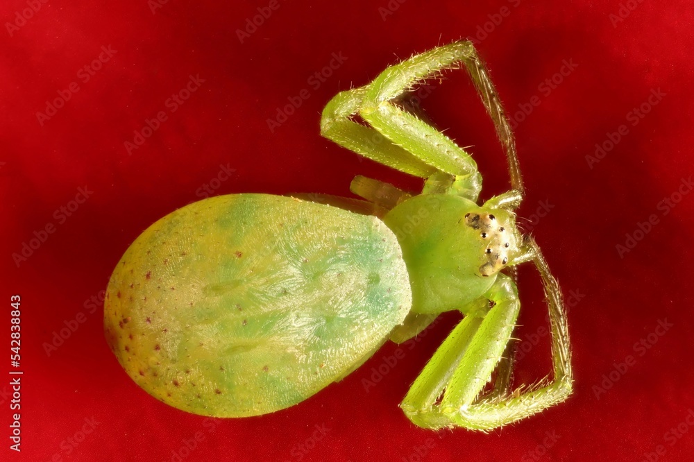Super-macro dorsal view of Green Flower Spider (Thomisidae) on rose ...