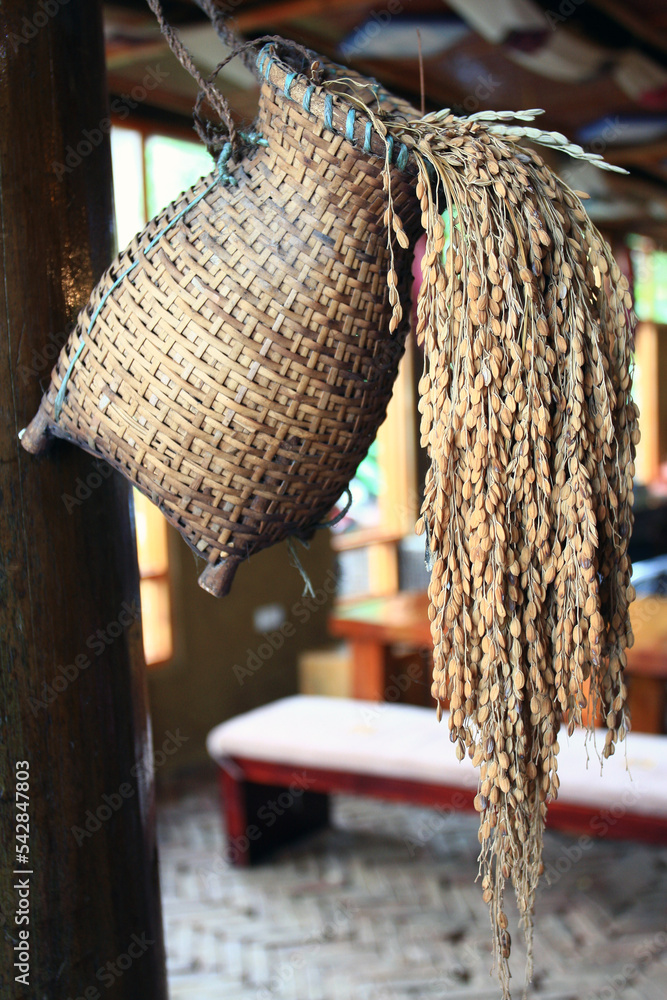Ear of paddy, ear of rice hanging on threshing basket Stock Photo ...