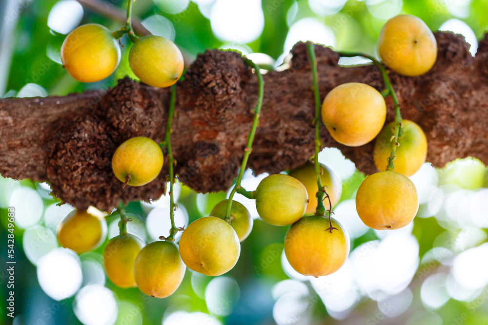 Yellow Rambeh or Rambi fruit hanging on the tree Stock Photo | Adobe Stock