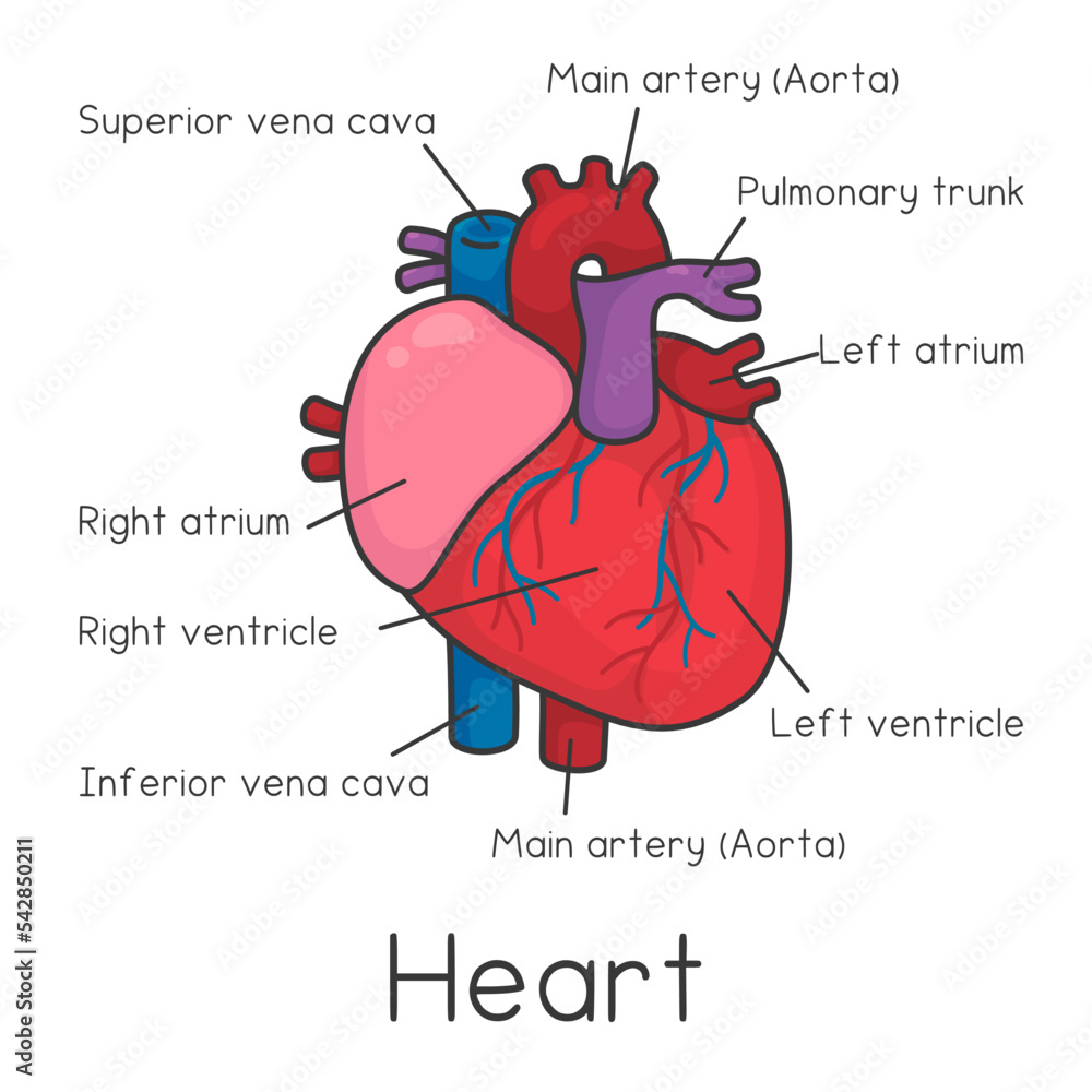 Heart diagram chart and vocabulary in science subject kawaii doodle ...