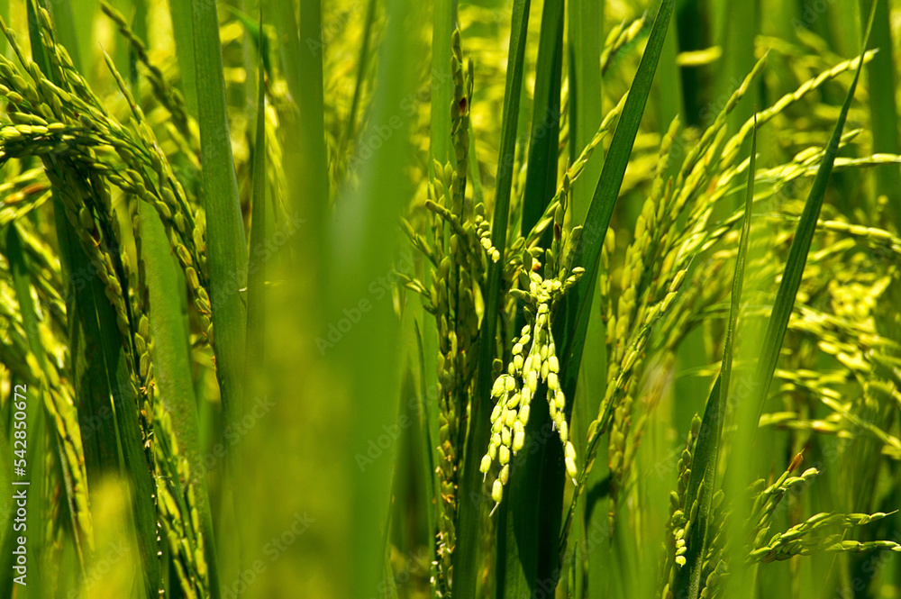 Rice Field Green agriculture ecosystem Asian rice paddy field Sri ...