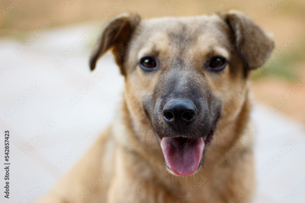 perro sonriendo retrato Stock Photo | Adobe Stock