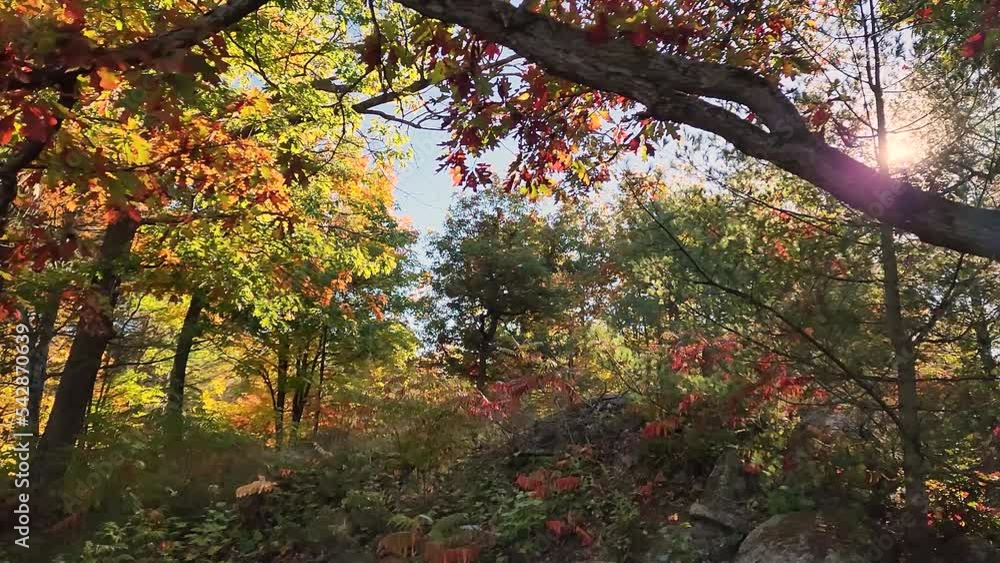 Slider of tree branch and amazing varied colour foliage in deciduous ...