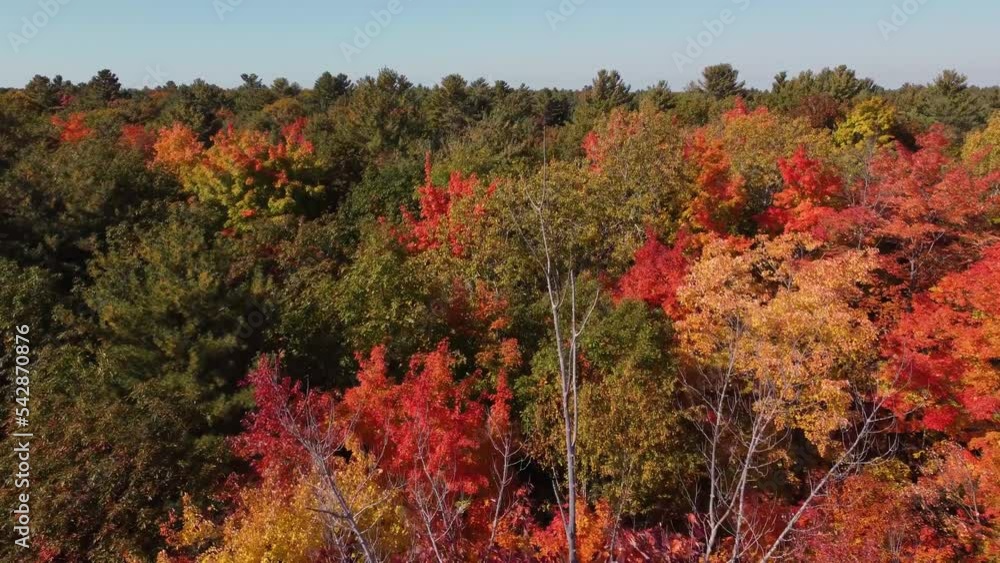 Low flight above colourful trees in woodlands. Amazing autumn colour ...