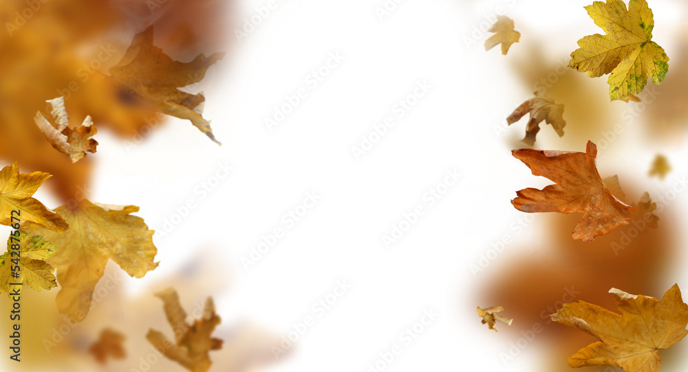 falling autumn leaves as a foreground, png, liście Stock Photo | Adobe ...