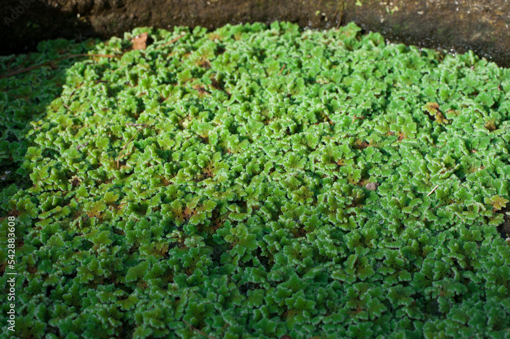 Green floating Azolla Pinnata (Azolla microphylla)Used as an ingredient ...