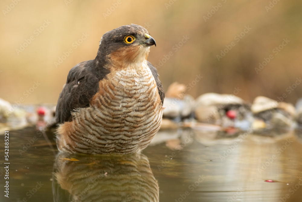 Adult male Eurasian sparrow hawk drinking and bathing at a water point ...