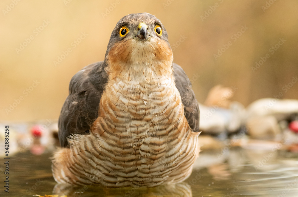 Adult male Eurasian sparrow hawk drinking and bathing in a water point ...