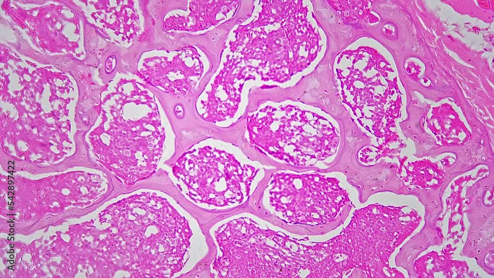 Cross section of rat tail filmed under microscope 200x against bright ...