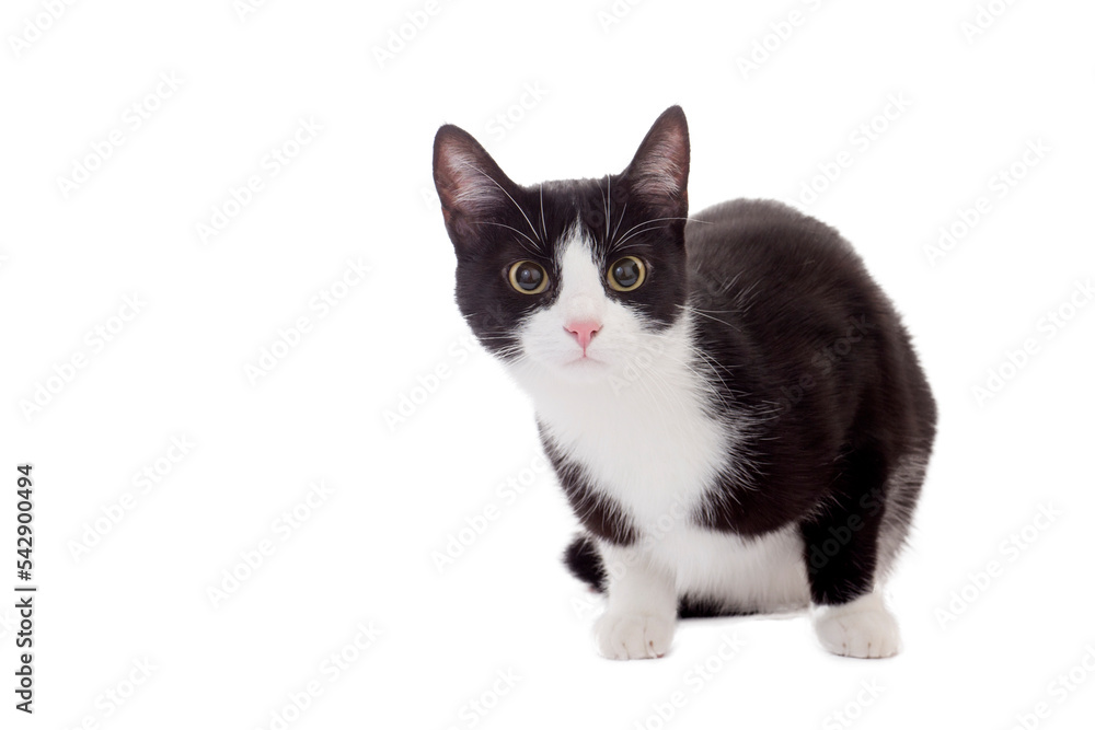 black and white cat, png file Stock Photo | Adobe Stock