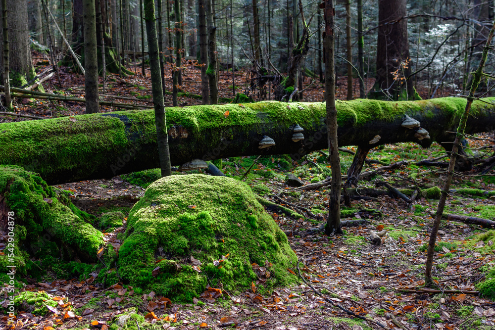 moss on rotten trees in the germany national park bayerischer wald ...