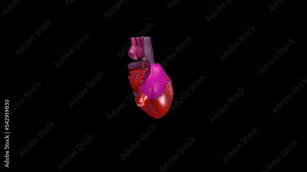 Human heart, 3D Characters, 360 rotation, transparency on the alpha ...