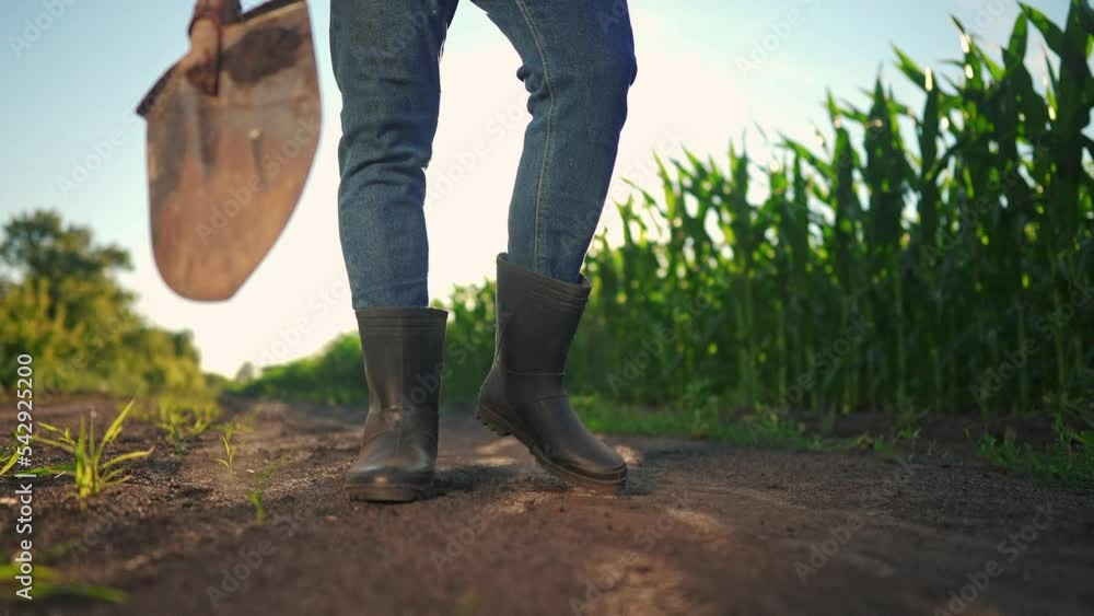 corn farming maize. a farmer walks next to a field of corn holding a ...