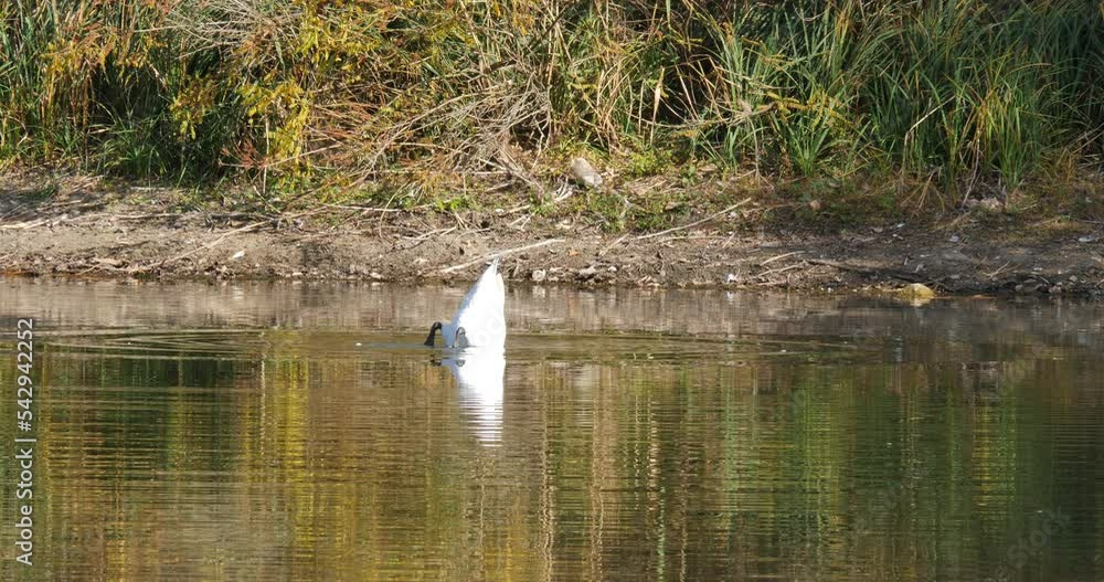 Alone white swan swim in lake in wild nature. The bird partially dives ...
