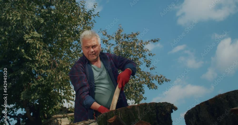 harvesting firewood for the winter. adult man chopping wood with an axe ...
