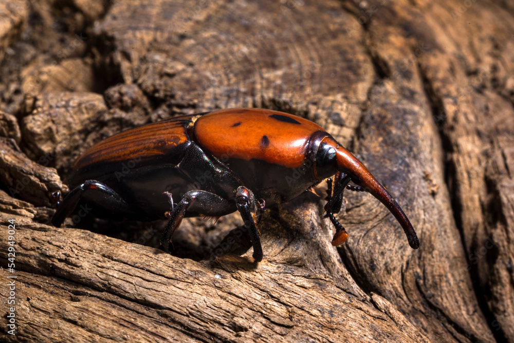 Rhynchophorus ferrugineus, Macro of the red palm weevil on the trunk ...
