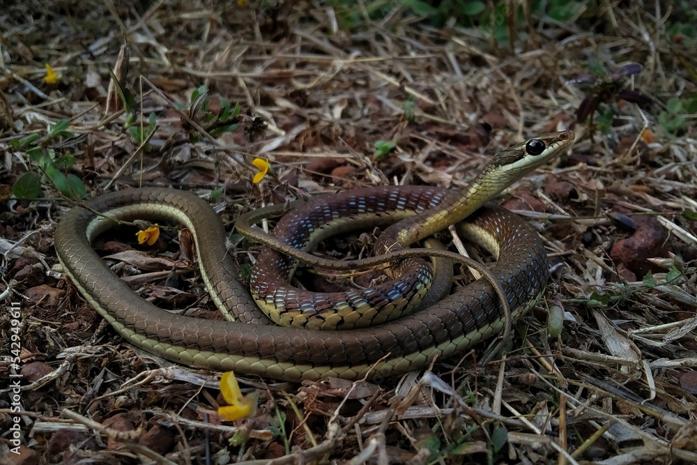 Full body image of Bronzeback tree snake Stock Photo | Adobe Stock