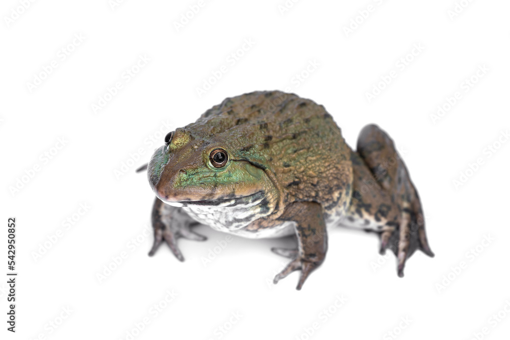 Chinese edible frog, East, Asian, bullfrog, Taiwanese, frog ...
