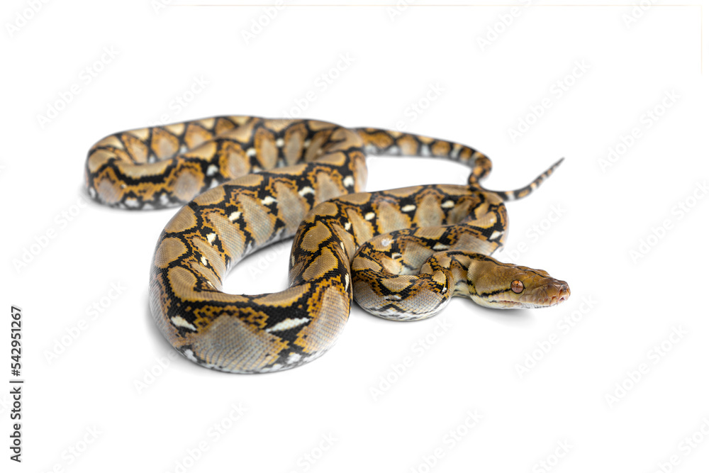 Baby snake Reticulated Python (Malayopython reticulatus) isolated on ...