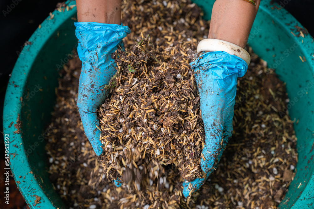 Gardeners mix Rice husk, soil, sand, Perlite and manure for for ...