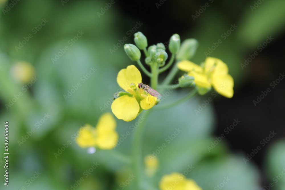 Magnifique insecte ailés avec le corps rouge élancé et la tête brune et ...