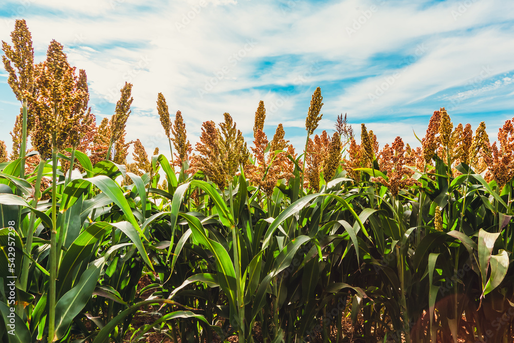 Poster Biofuel and new boom Food, Sorghum Plantation industry ...