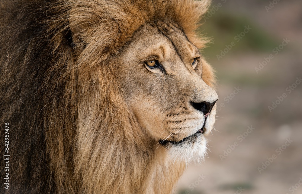Majestic male African lion king of the jungle - Mighty wild animal of ...