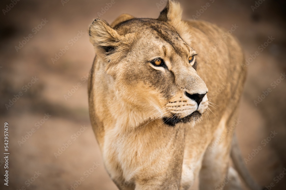 Majestic African lioness Queen of the jungle - Mighty wild animal of ...