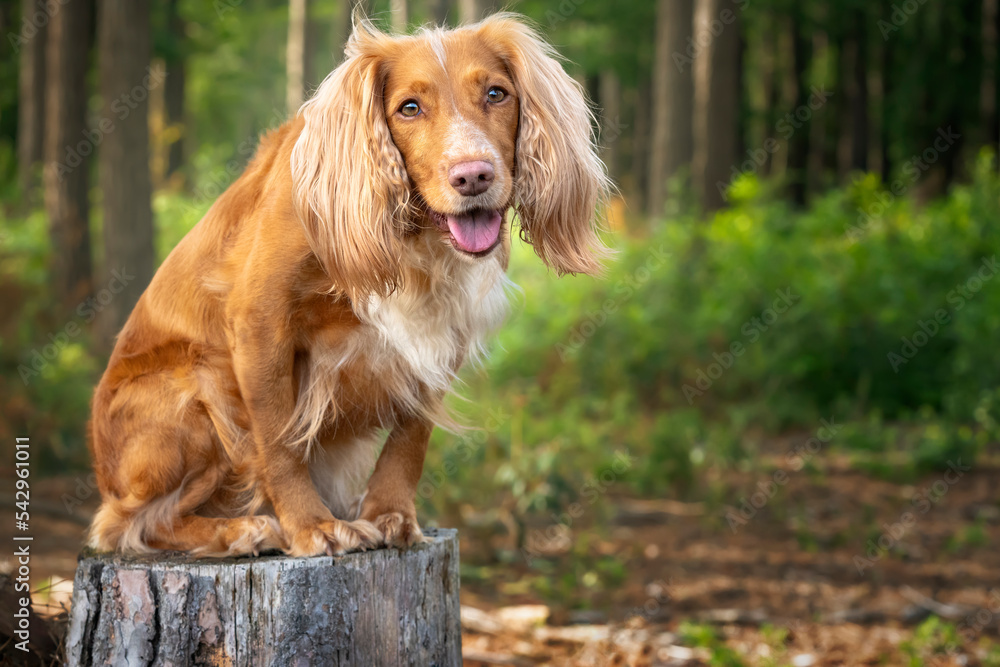 Golden tan and white working cocker spaniel portrait up close in a ...