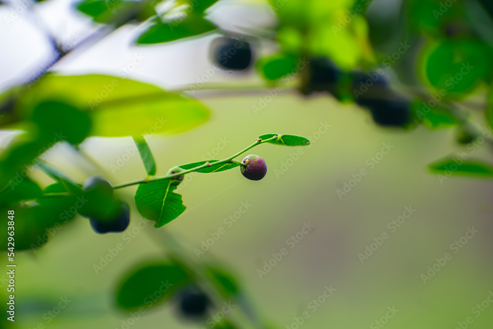 Phyllanthus reticulatus is a plant species described Jean Louis Marie ...