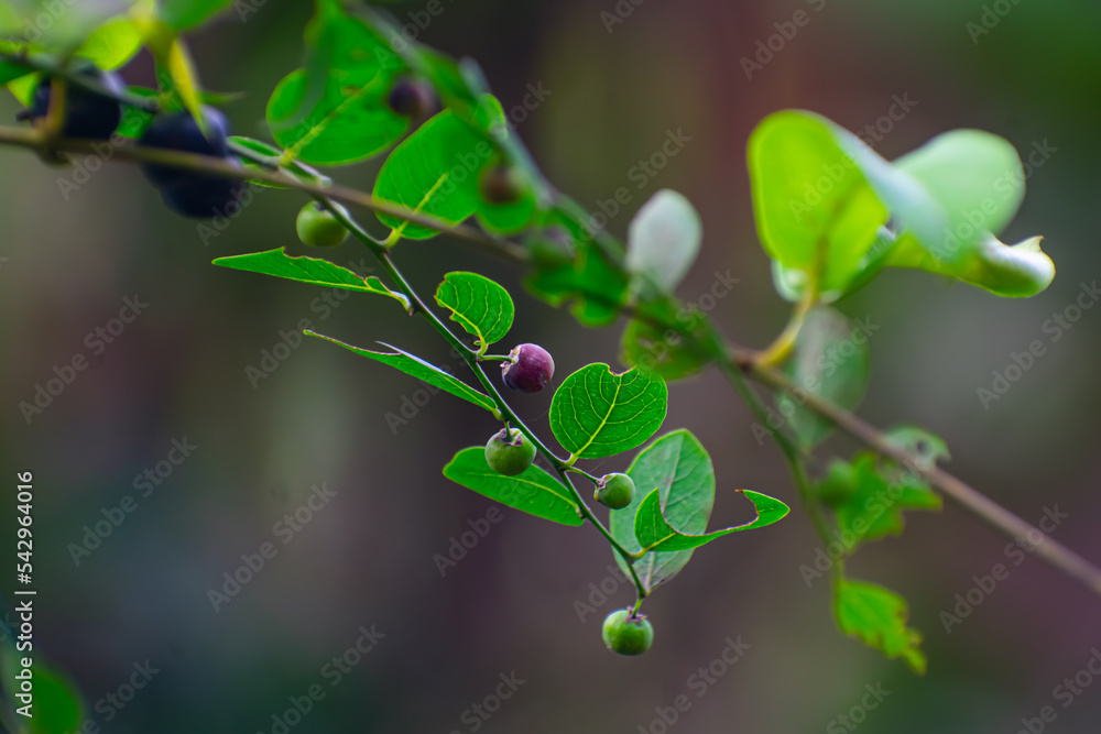 Phyllanthus reticulatus is a plant species described Jean Louis Marie ...