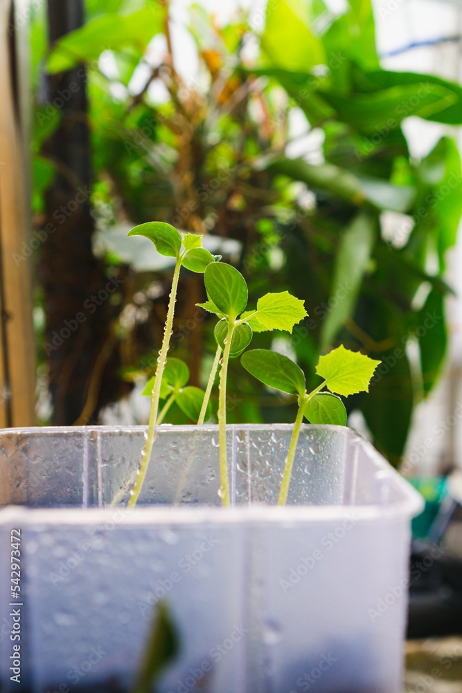 Poster germination process inside of plastic container, cucumber ...