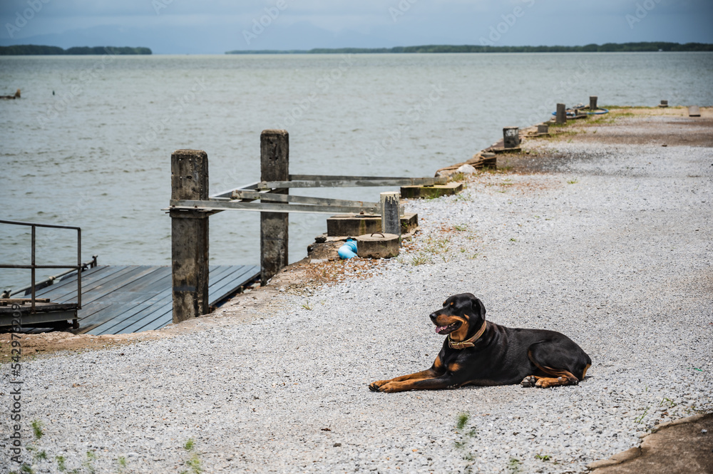 Dog sitting on the pier.The Rottweiler is a robust working breed of ...
