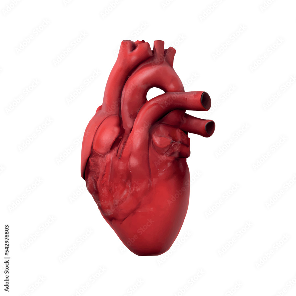 Realistic human heart organ aorta Stock Vector | Adobe Stock