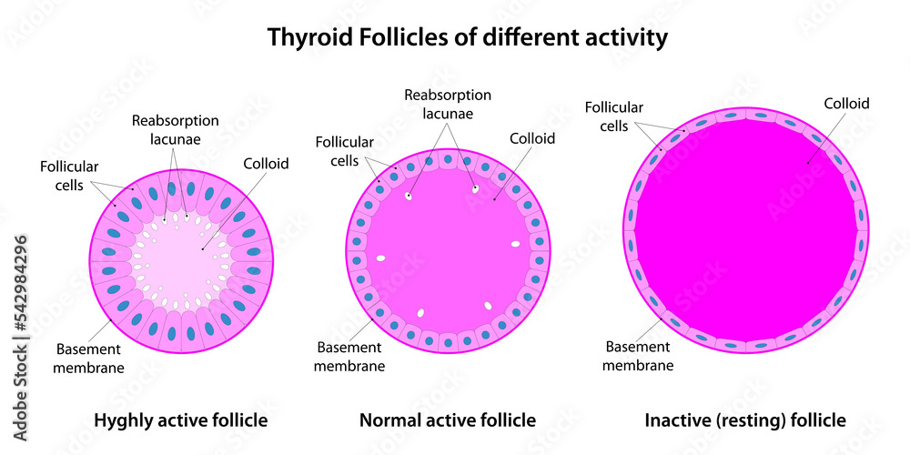 Thyroid Follicles of different activity Stock Illustration | Adobe Stock