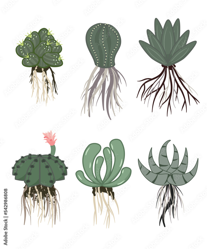 Roots cactus set in vintage style. The taproot and fibrous root system ...