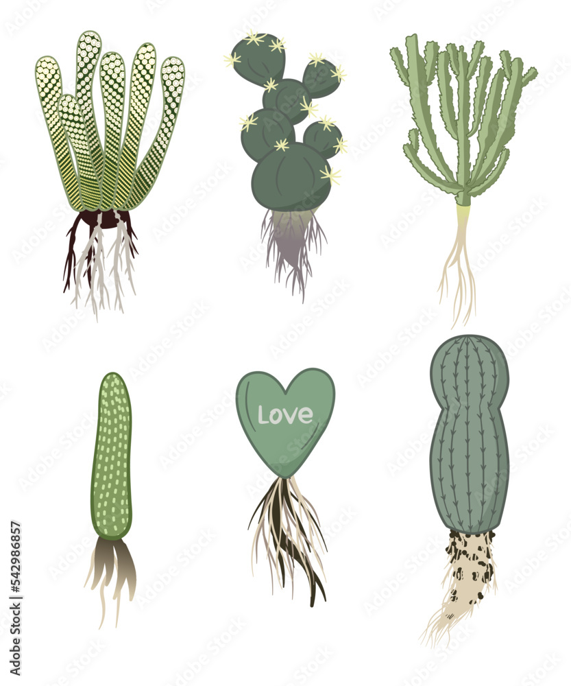 Roots cactus set in vintage style. The taproot and fibrous root system ...