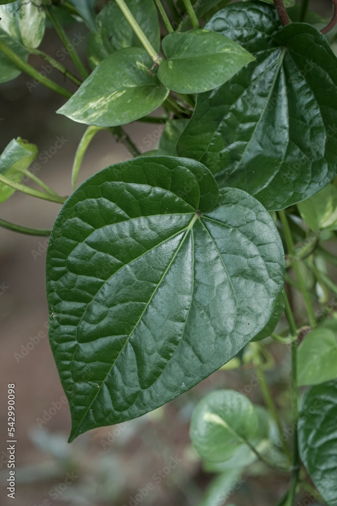 Piper betle leaf or Betelvine leaves are important because of its ...
