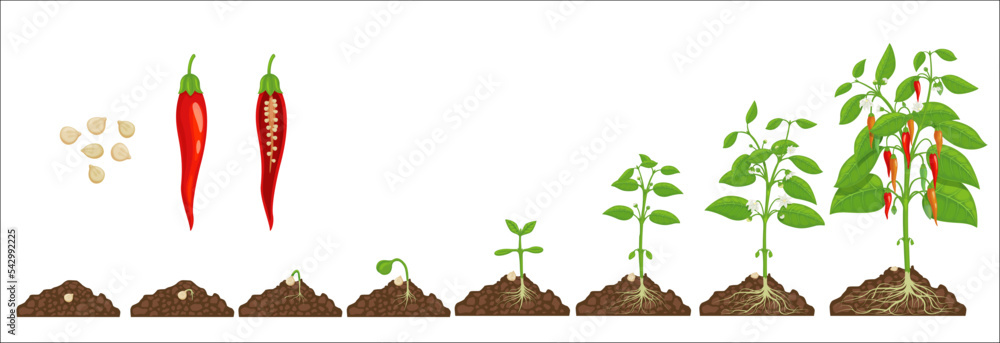 Chili pepper growth stage. Seed germination steps in soil. Hot chilli ...