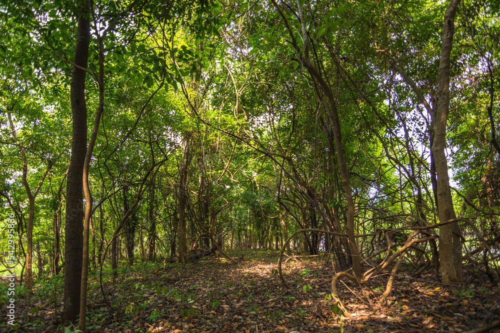 Foto de View a pathway of trees at the amazon rainforest - Careiro ...