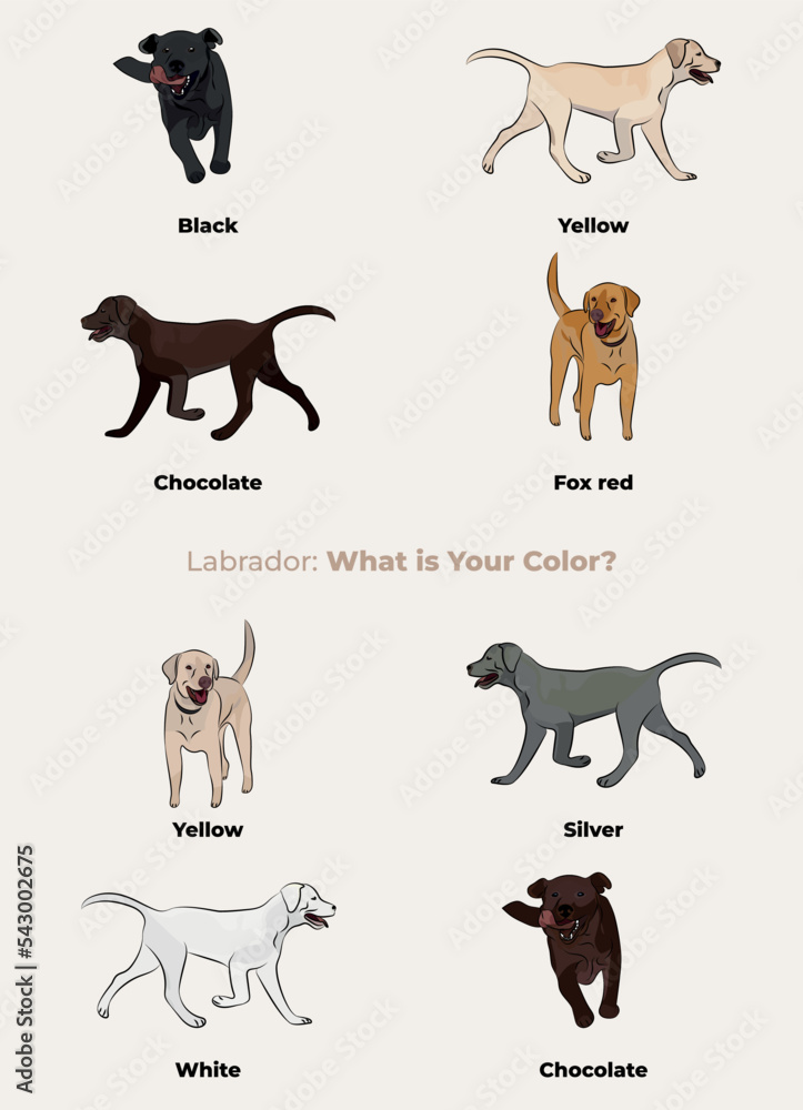 Labrador Retriever colors. Cute Lab dogs characters in various poses ...