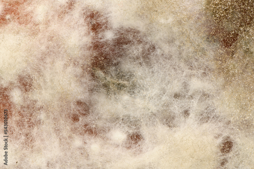 Mold extreme close-up. Macro shot of mold. Side view. Mold is a fungus ...