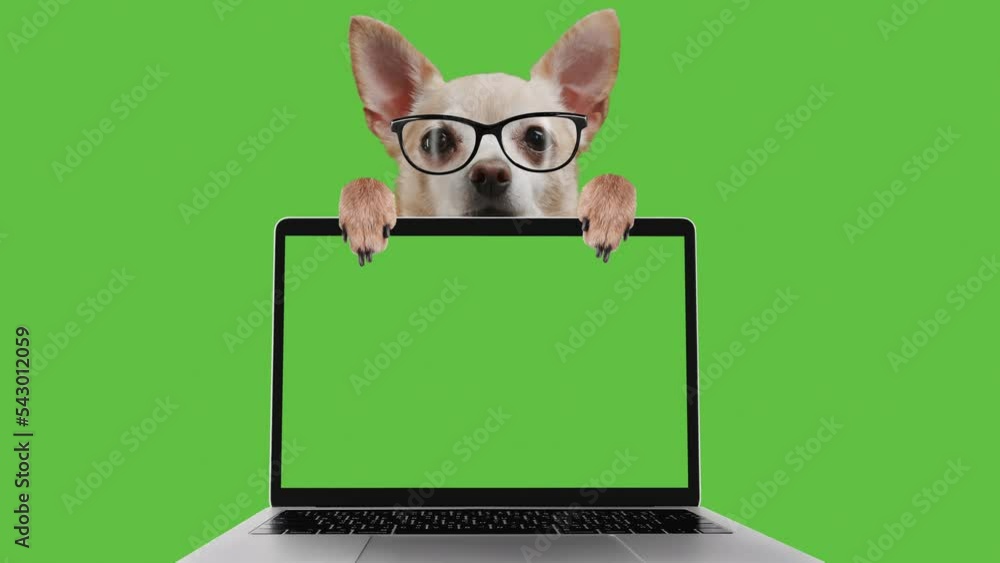 Funny cute dog is showing a notebook screen. Laptop green screen ...