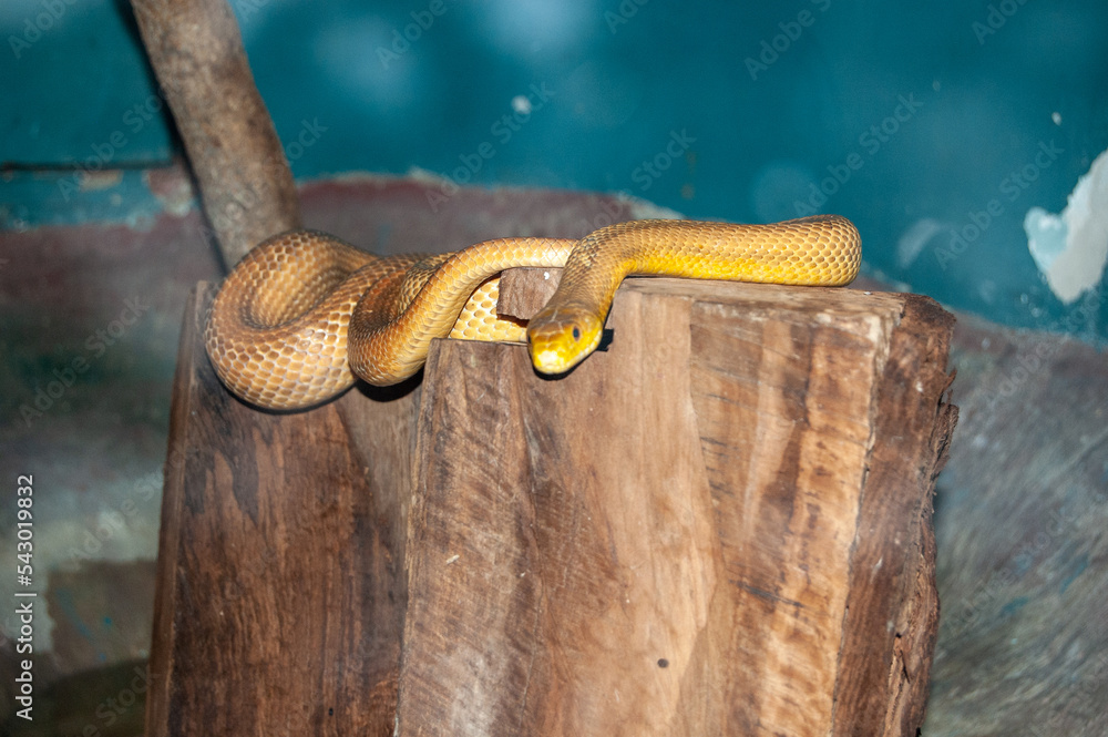 vibora venenosa de color amarillo en zoologico 素材庫相片 | Adobe Stock