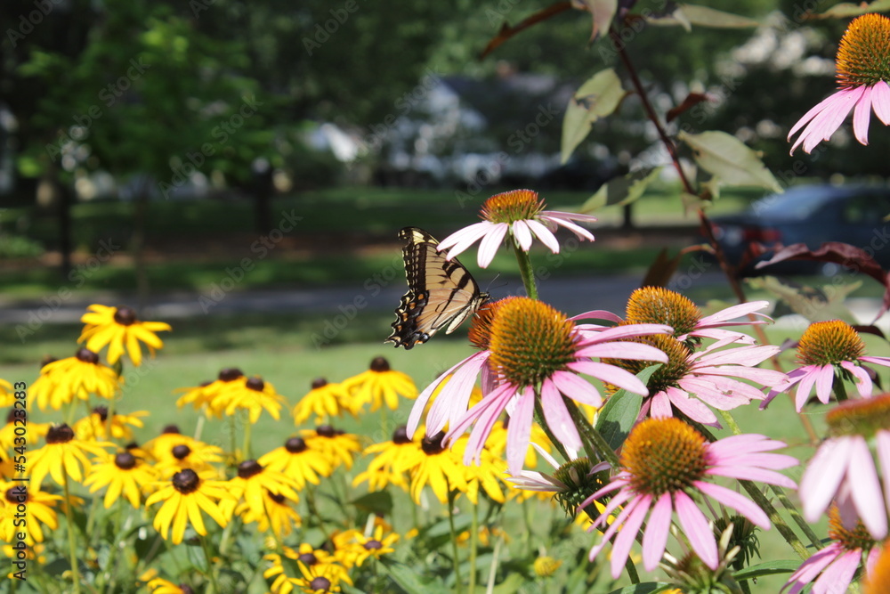 Eastern Tiger Swallowtail Papilio glaucus on purple coneflower ...