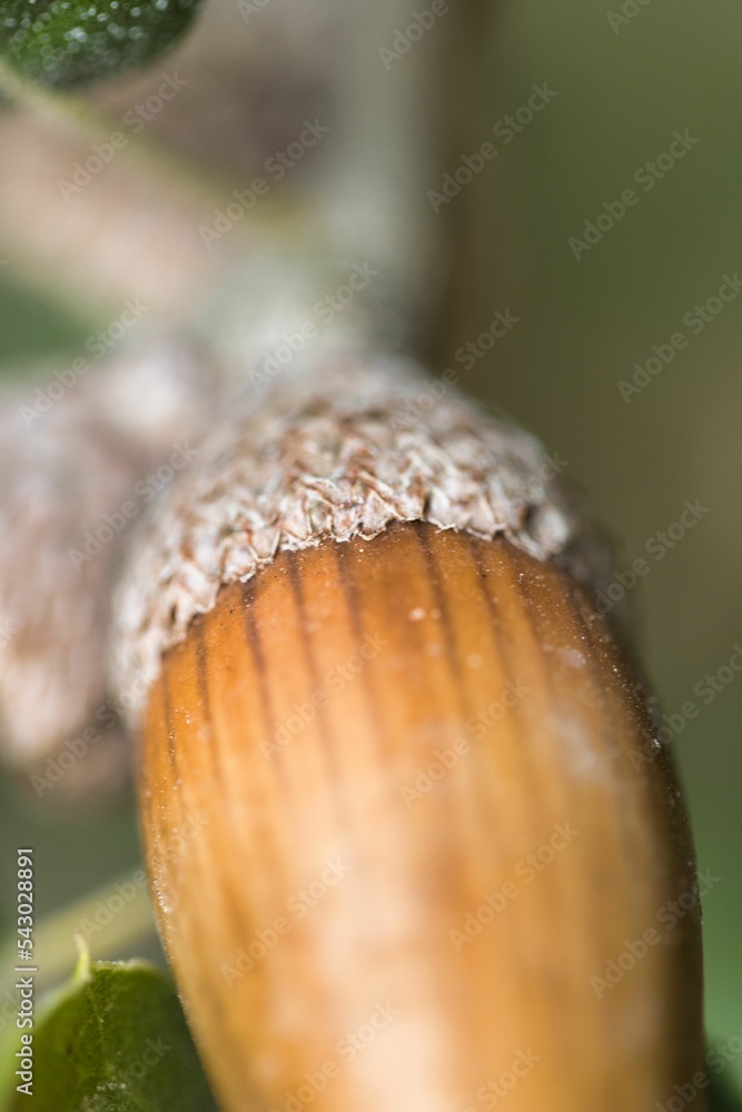 Vertical closeup shot of a brown acorn on a tree branch Stock Photo ...