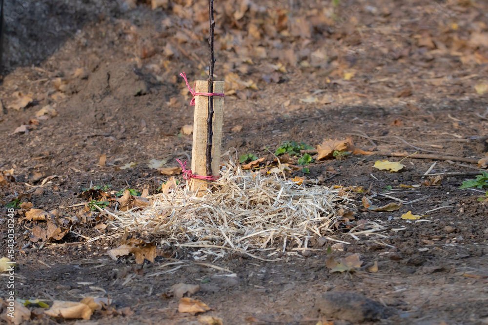 Young tree being supported by wooden stakes. Tree with three stakes for ...