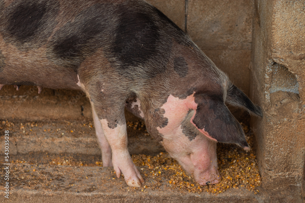 Farm pig eating corn kernels inside the pigsty in Minas Gerais, Brazil ...