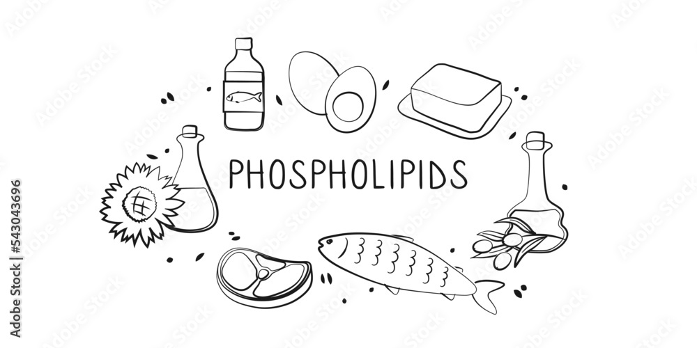Phospholipids-containing food. Groups of healthy products containing ...