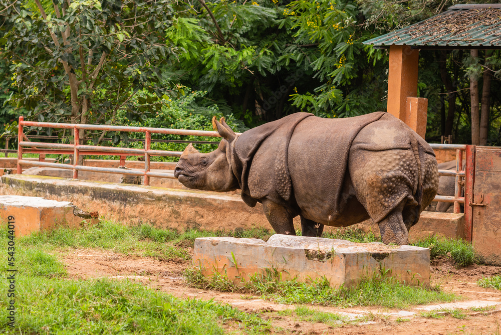 The Indian rhinoceros, also called the Indian rhino, greater one horned ...